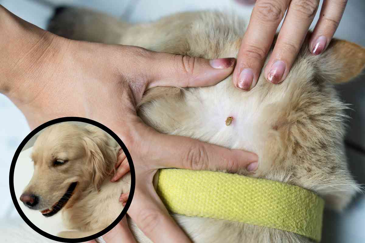 Cosa devo fare se il cane ha le pulci e le zecche?