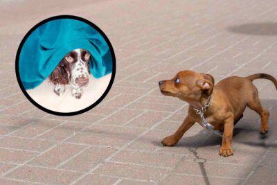 Il mondo degli animali su amoreaquattrozampe.it