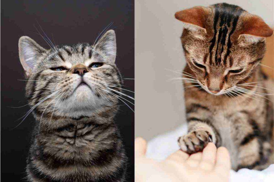Come la pensa il mio gatto? Ma è vero che i nostri cervelli sono molto ...