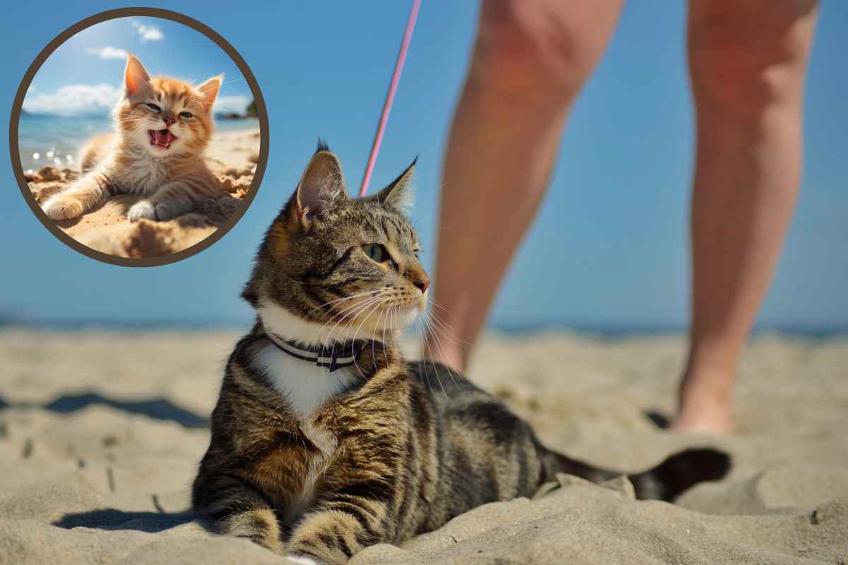 Posso portare il gatto al mare? Quali le regole e i consigli da seguire