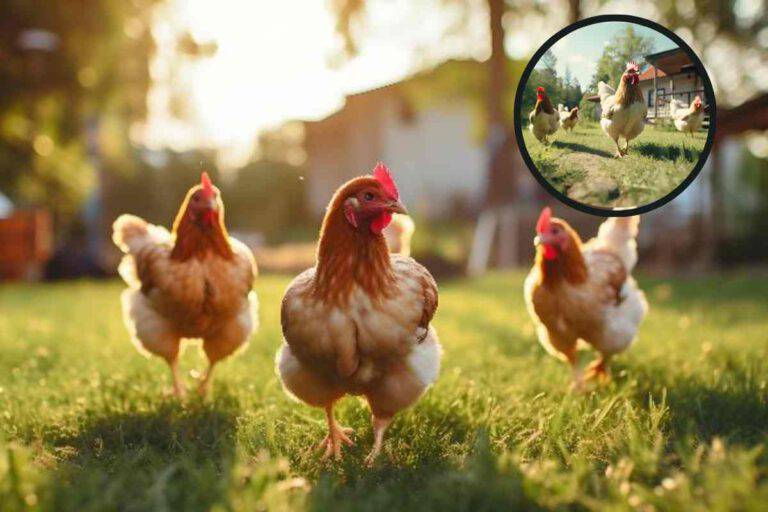 Si possono allevare galline nel proprio giardino di casa?