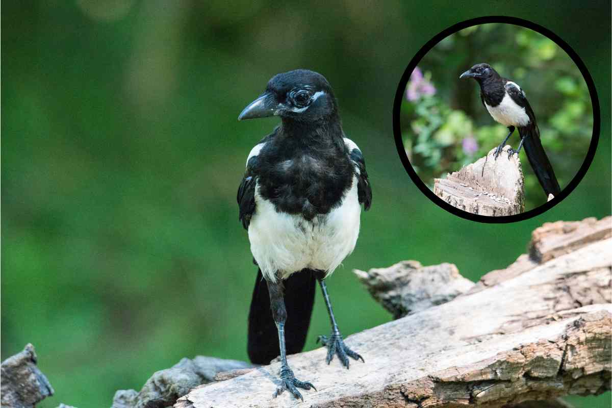Perché trovo spesso una gazza ladra nel mio giardino?