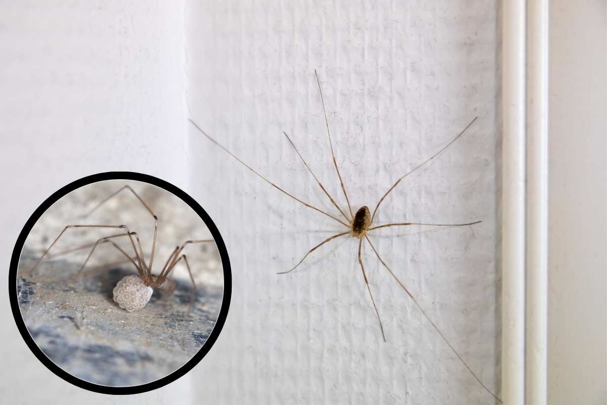 Che ragno è quello con le zampe lunghe e sottili?