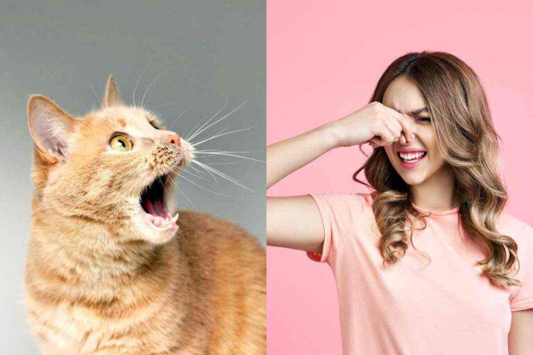 L'alito del mio gatto puzza tantissimo, potrebbe essere malato? Come ...