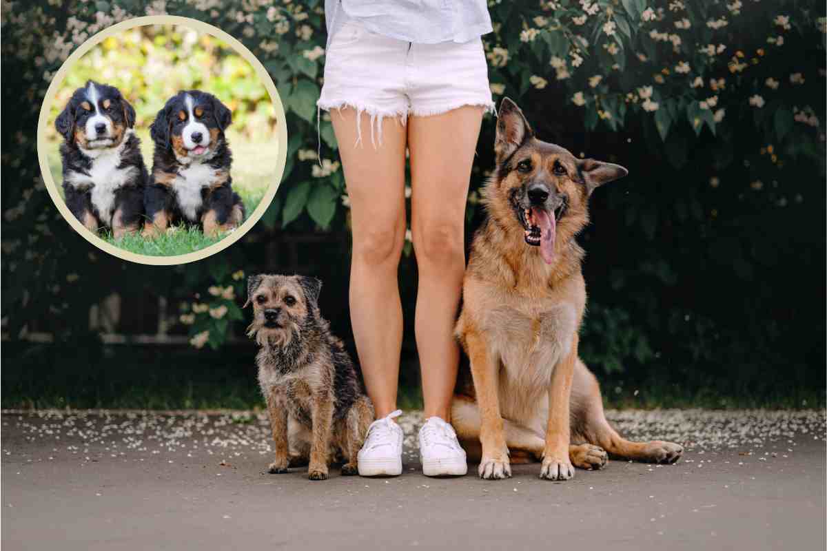 I cani possono prendere cattive abitudini gli uni dagli altri