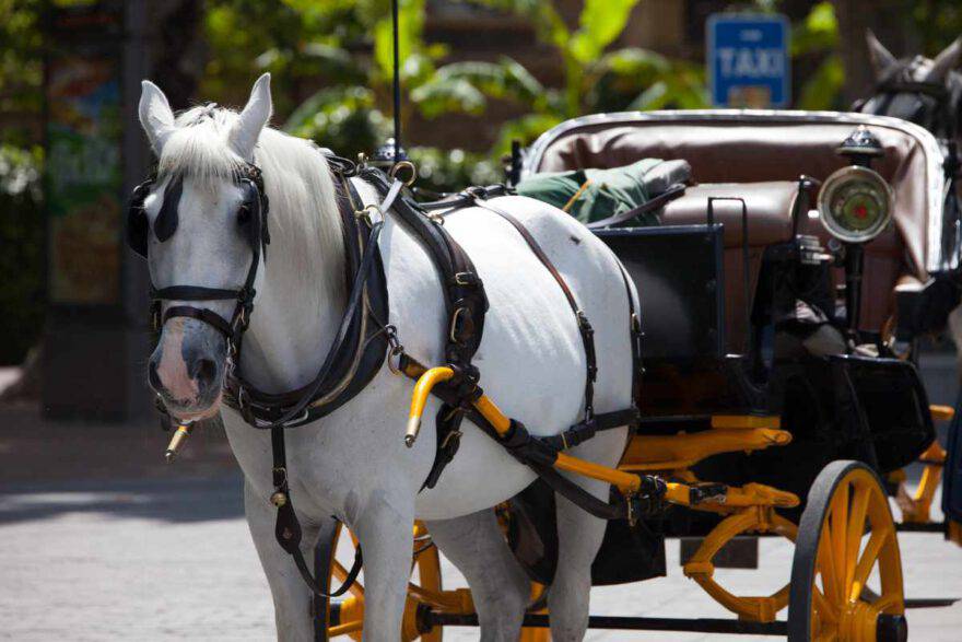 Cavallo esausto cade a terra per aver trascinato i turisti sotto il sole