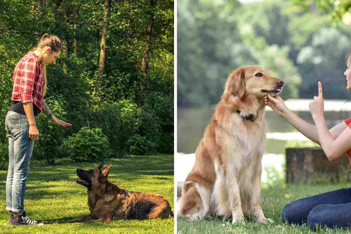 Come far capire il "No" al cane: tecniche e consigli utilissimi