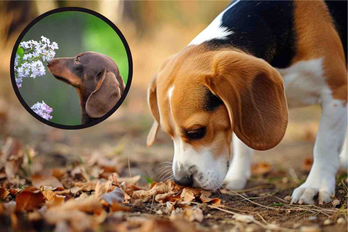 Perché i cani annusano ogni cosa? Perché annusano anche noi?