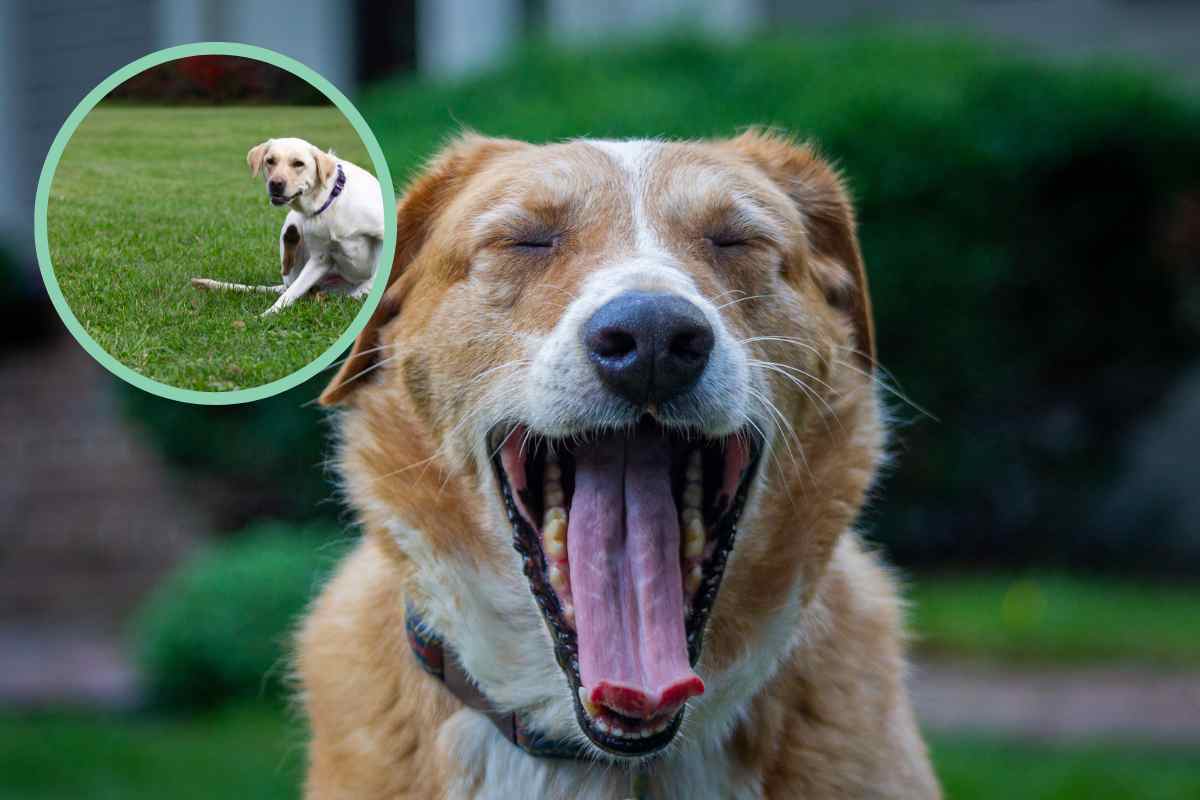 Quali sono i segnali di un cane a disagio? Da cosa lo capisco?