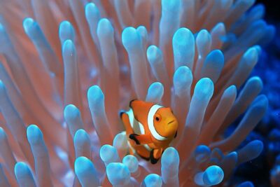 Le specie di pesci del film Alla ricerca di Nemo: razze, curiosità e ...