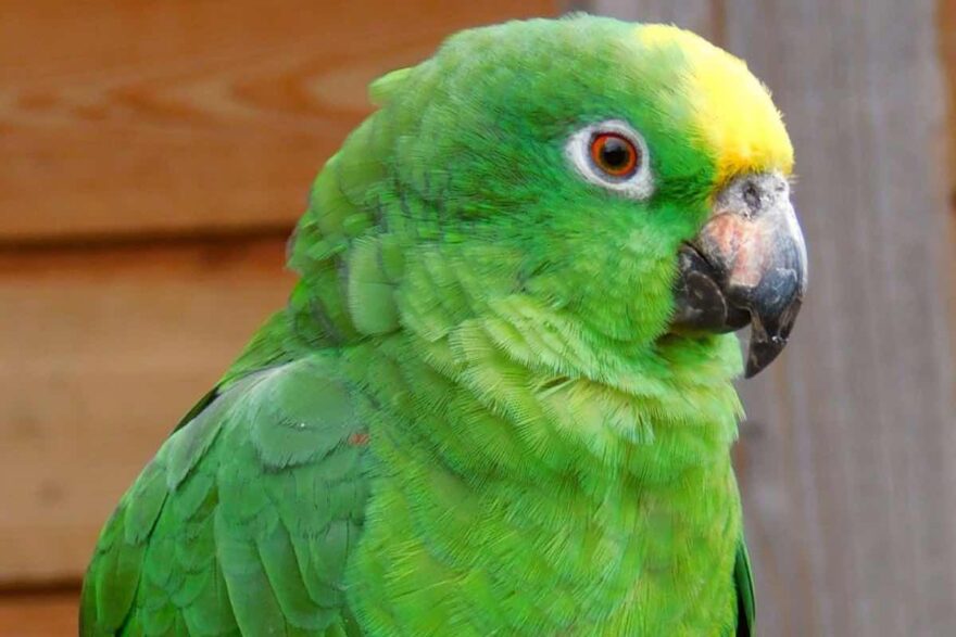 In italia c'è una vera e propria invasione di pappagalli: cosa sta ...