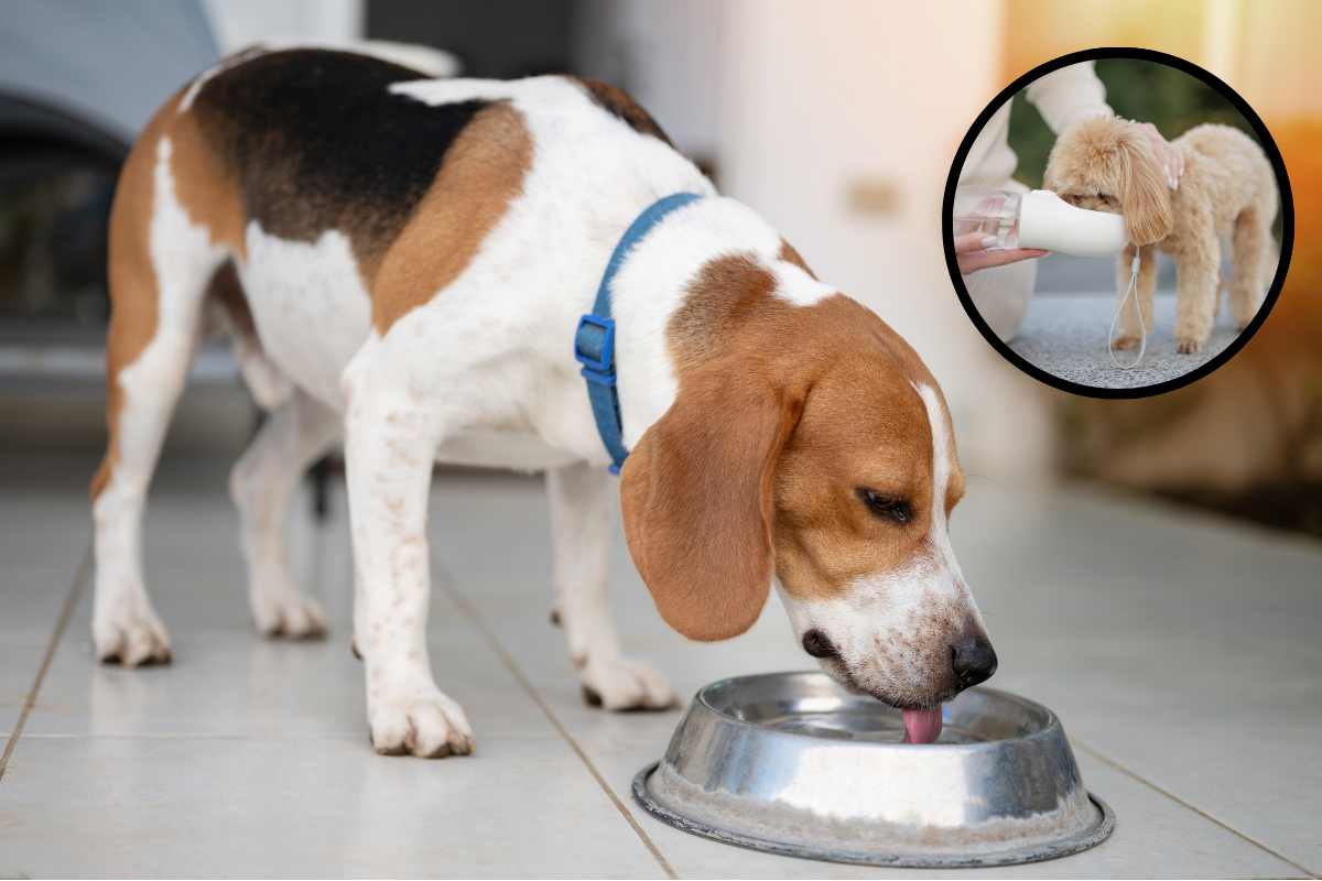 Cosa posso dare al mio cane per farlo urinare di più?