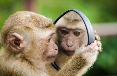 Scimmia domestica: cosa sapere, regole e divieti per adottarne una