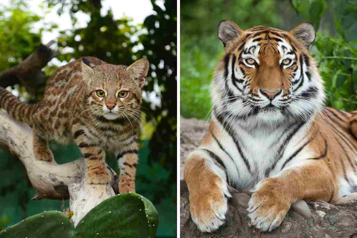 Cosa hanno in comune il gatto e gli altri felini?