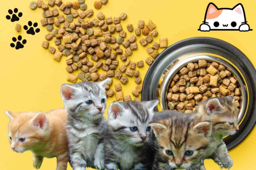 Croccantini per gatti: marche migliori e costo della confezione