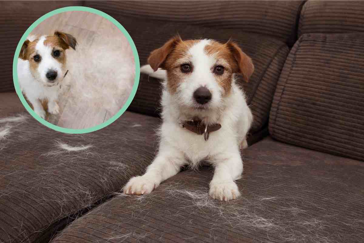 Qual è il ciclo di vita del pelo del cane? Perché cade?