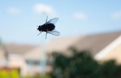 Come eliminare le larve di mosca in casa: trucchi e consigli utili