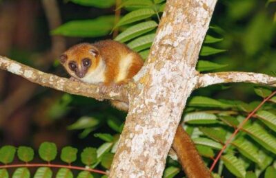 Che animale è Mortino del film Madagascar? Non lo indovinerai mai