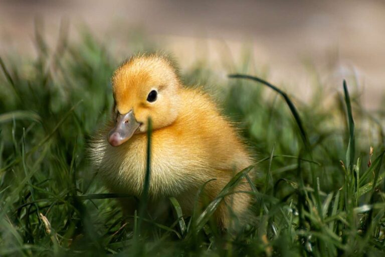 Anatra da compagnia, come curare questo animale domestico