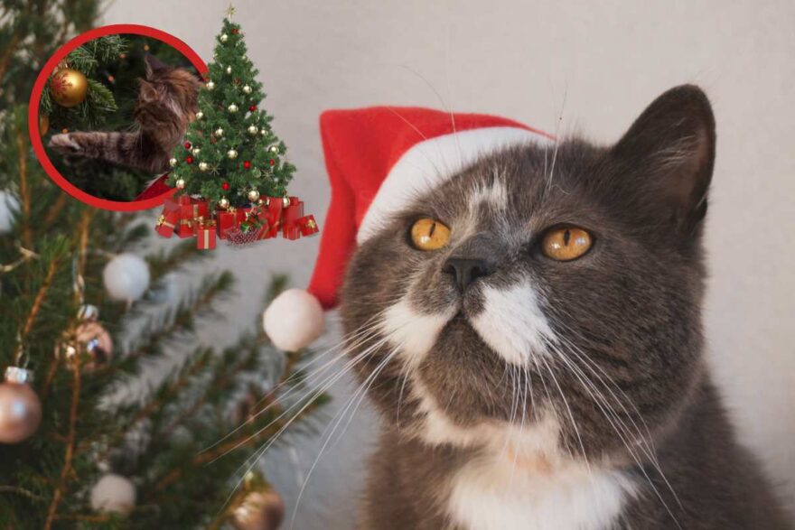 Albero di Natale a prova di gatto con queste idee geniale
