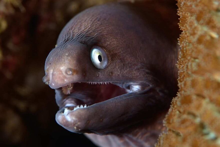 Anguilla che dà la scossa: come si chiama e perché è così unica