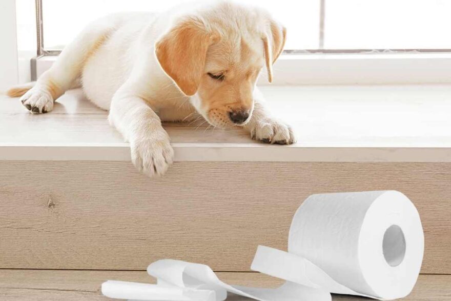 Cane della Scottex (pubblicità): nome, razza, caratteristiche e curiosità
