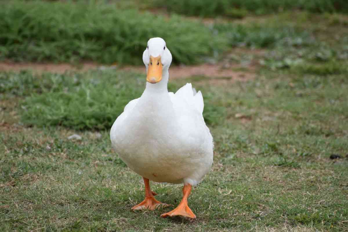 La differenza tra anatra e papera: qual è e come distinguerle