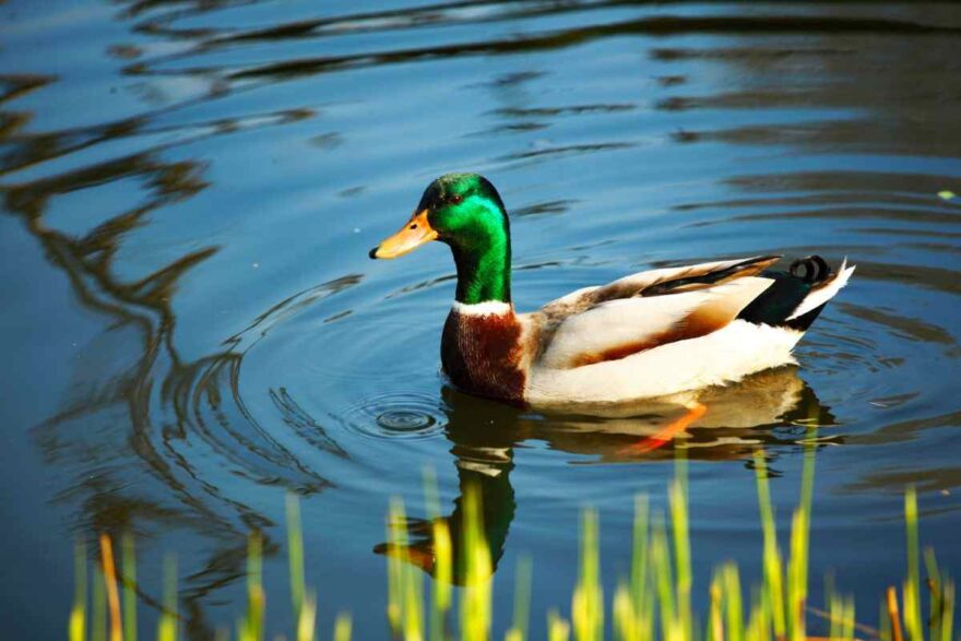 La differenza tra anatra e papera: qual è e come distinguerle