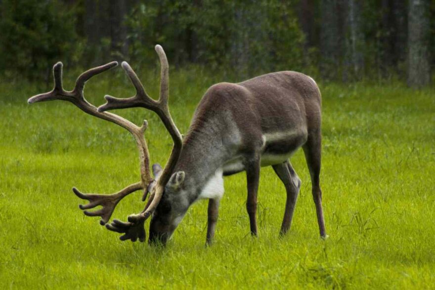 Renna: cosa mangia, dove vive, caratteristiche e curiosità