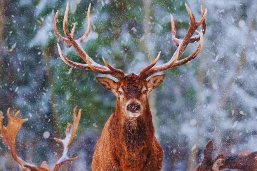 Renna: cosa mangia, dove vive, caratteristiche e curiosità