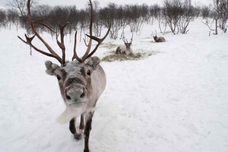 Renna: cosa mangia, dove vive, caratteristiche e curiosità
