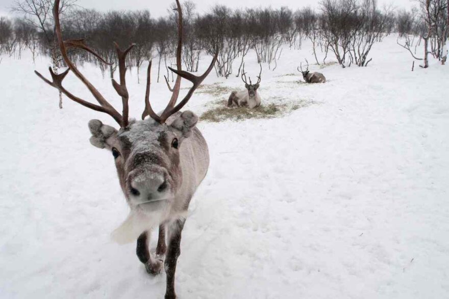 Renna: cosa mangia, dove vive, caratteristiche e curiosità