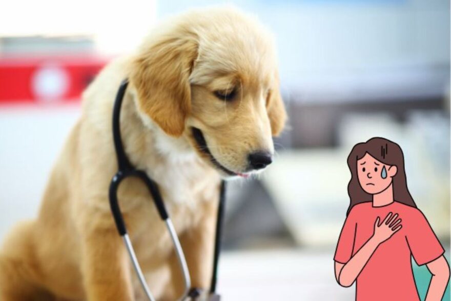 Vomito verde nel cane: cause, rimedi e quando è urgente il veterinario