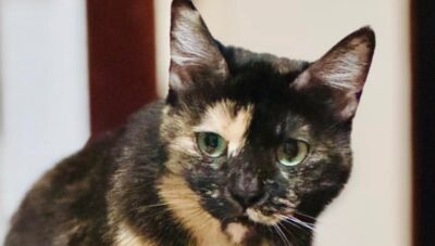 Gatto squamino o tartarugato: la leggenda del colore del suo ...