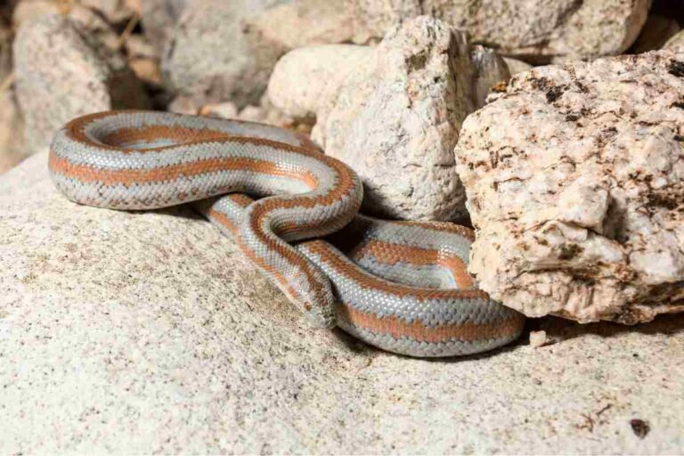 8 razze di serpenti domestici per principianti: i migliori per iniziare