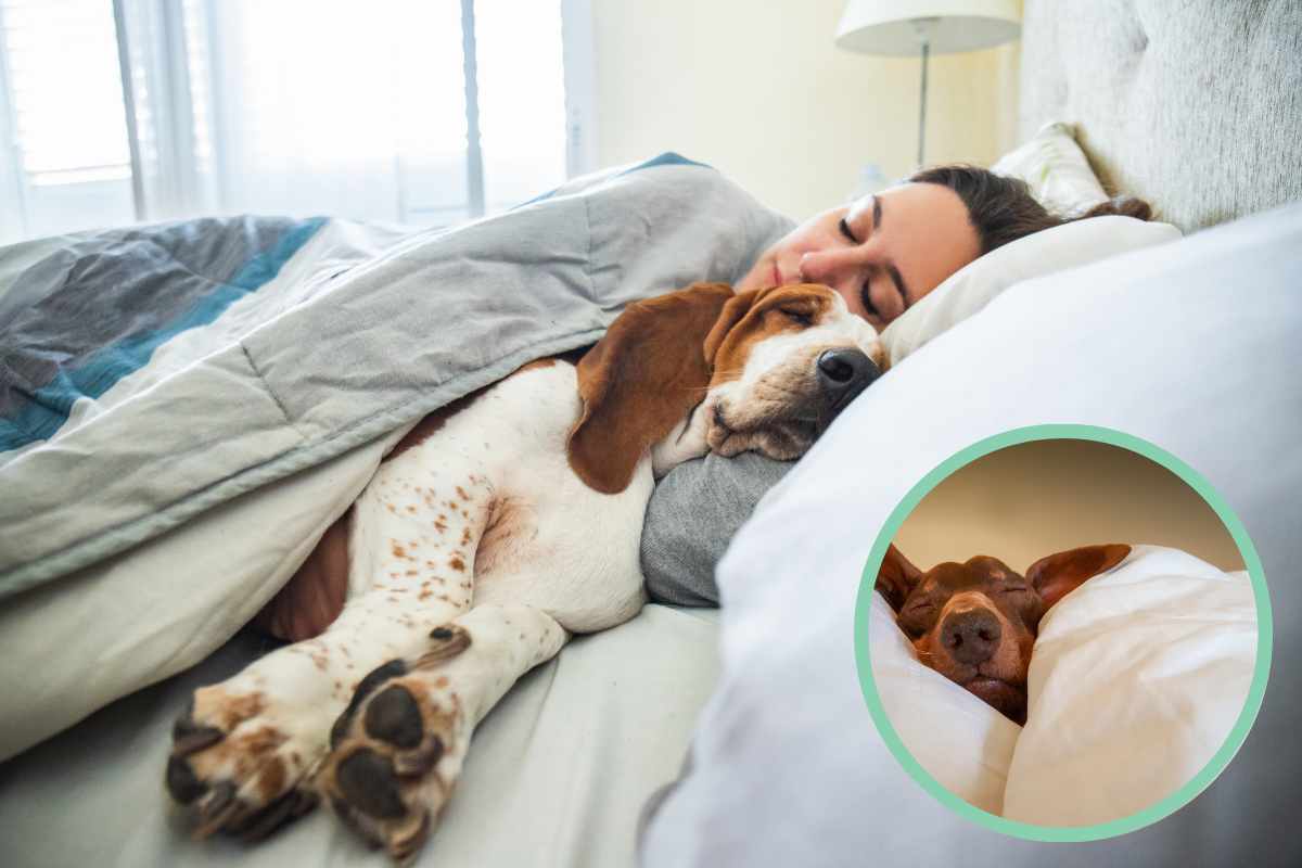 Il tuo cane ama stare sotto le coperte. Ti svelo un aspetto che forse ...