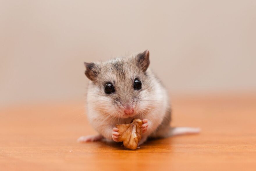 Tutte le specie dei criceti: quali sono le 5 razze in commercio