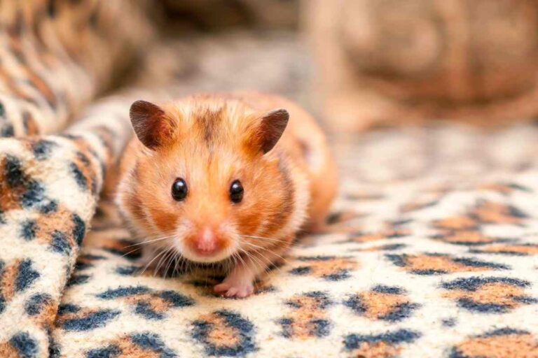 Tutte le specie dei criceti: quali sono le 5 razze in commercio