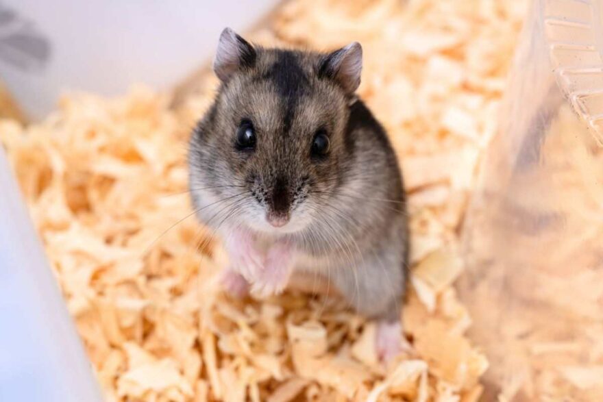 Tutte le specie dei criceti: quali sono le 5 razze in commercio