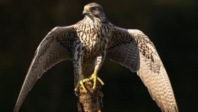 Falconeria cos'è e considerazioni sulla sua utilità oggi