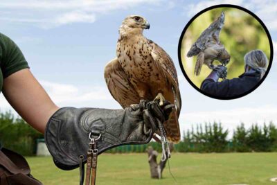 Falconeria cos'è e considerazioni sulla sua utilità oggi