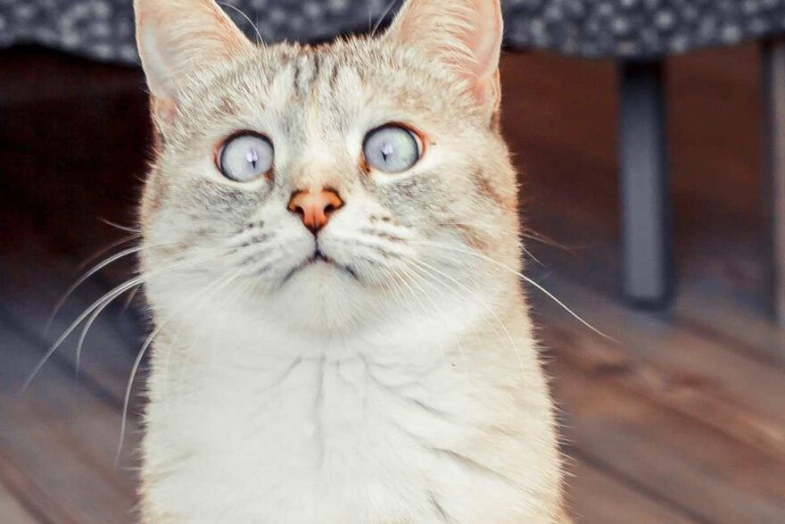 Il gatto è strabico: cause, informazioni e se preoccuparsi