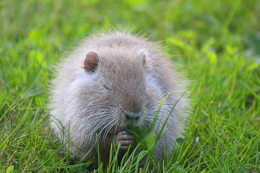 Nutria come animale domestico: tutti i consigli per allevarla