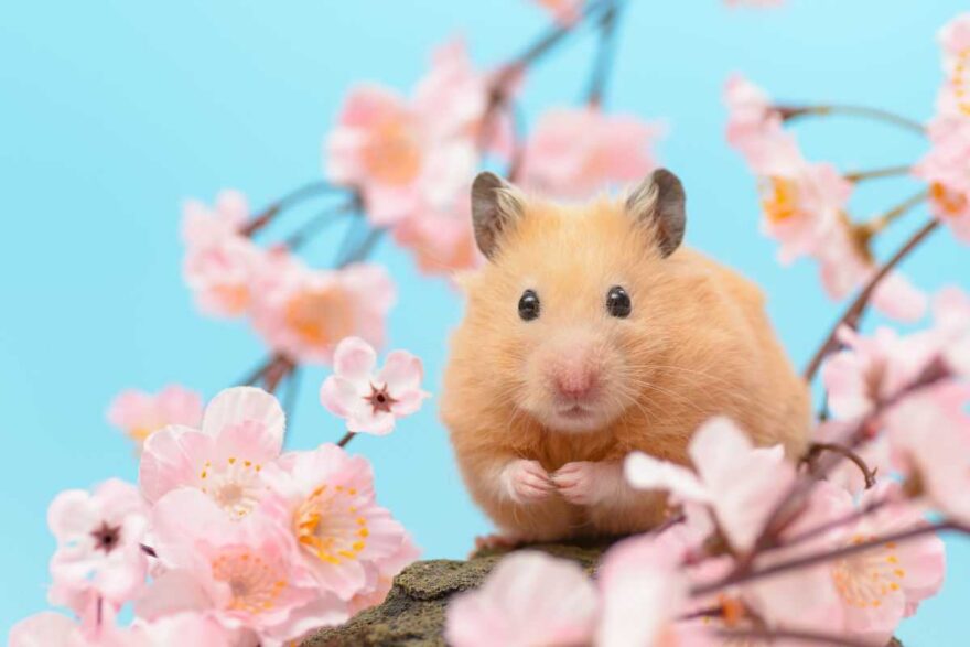 Tutte le specie dei criceti: quali sono le 5 razze in commercio