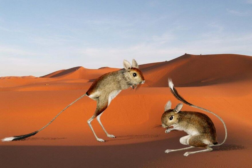 Chi è il topo canguro: informazioni, caratteristiche e curiosità