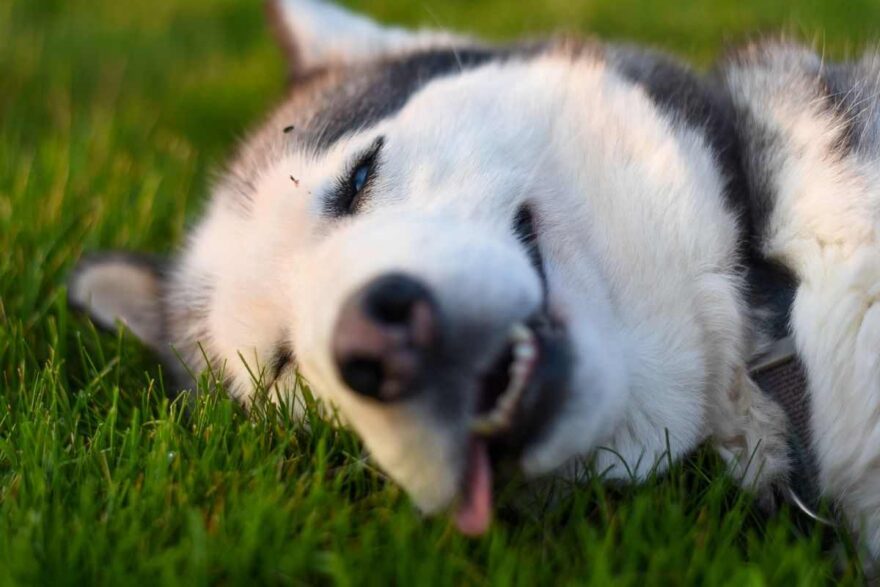Cane goffo e dalla camminata particolare: perché ha questo comportamento