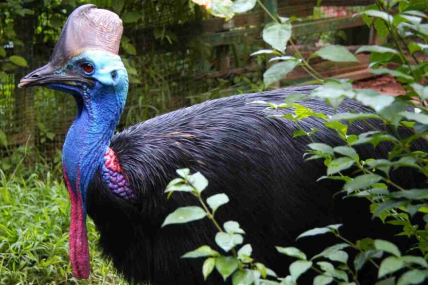 L'incredibile uccello australiano più pericoloso dei serpenti
