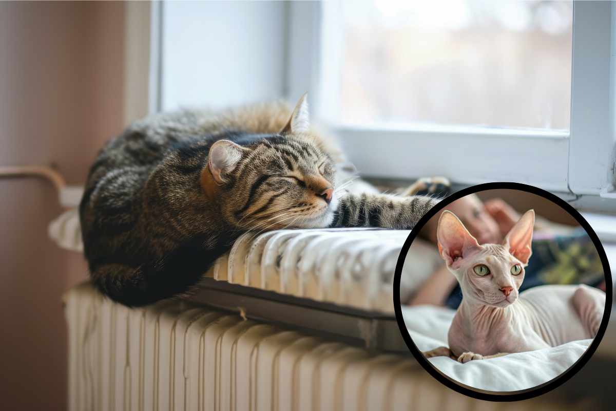 Come capire se il gatto ha freddo: segnali inequivocabili