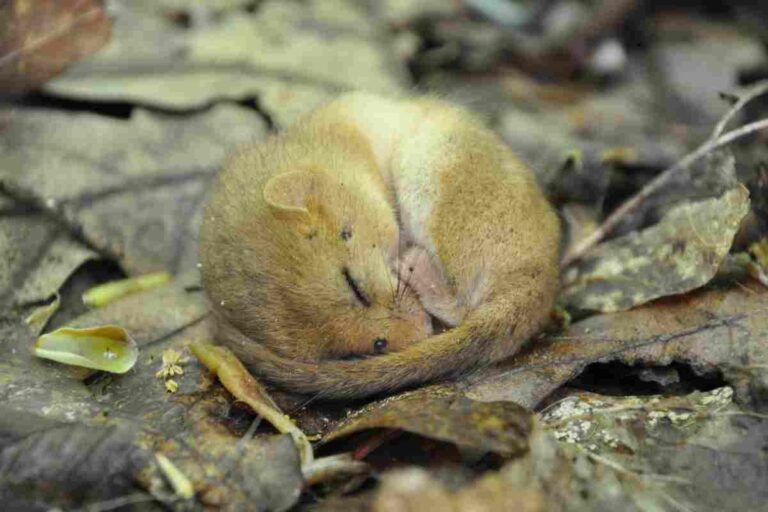 Animali che tornano in primavera: ecco chi esce dal letargo