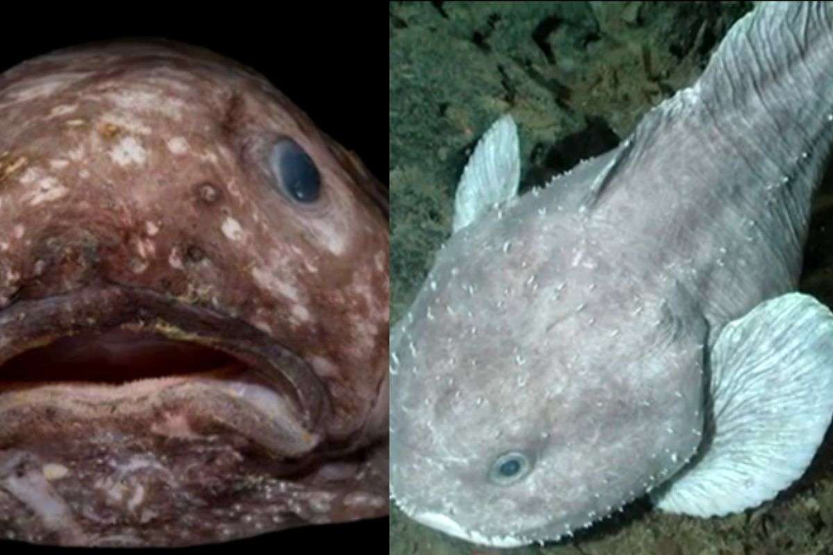 Il Blobfish è il pesce dell'anno: è la sua rivincita su chi lo ha ...